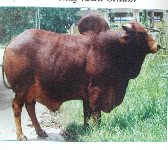 MỘT SỐ GIỐNG BÒ THỊT Ở VIỆT NAM